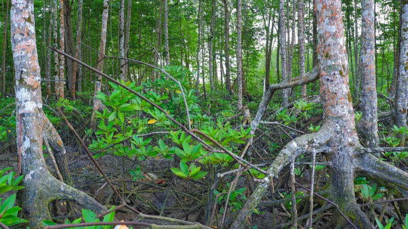 The Roots of a Branching Mangrove Tree Stock Photo - Image of life ...
