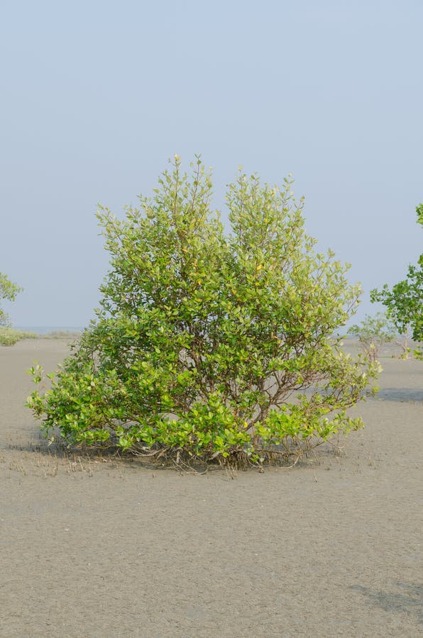 Mangrove Trees on the Tidal Flat Stock Photo - Image of landscape, grow ...