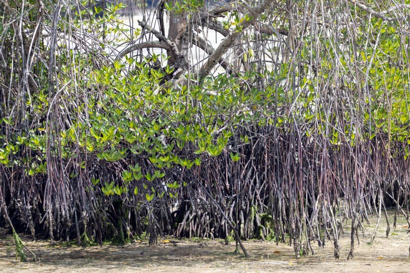 A Mangrove Trees on a Tidal Flat Stock Image - Image of forest, jungle ...