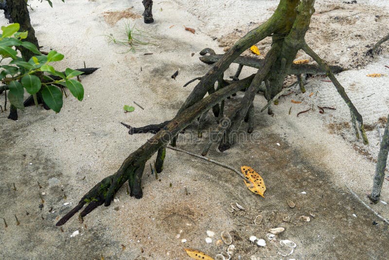 Mangrove Trees on a White Sandy Beach in Nature Stock Image - Image of ...