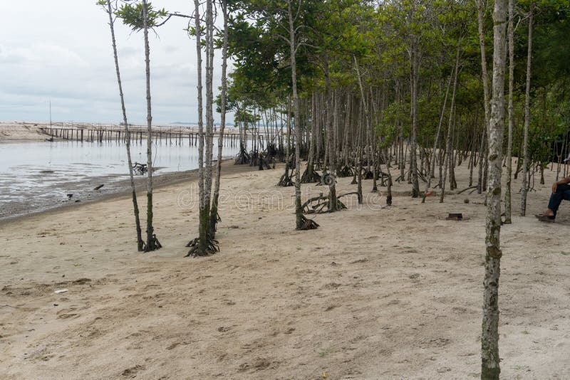 Mangrove Trees on White Sandy Beach in Nature Stock Image - Image of ...