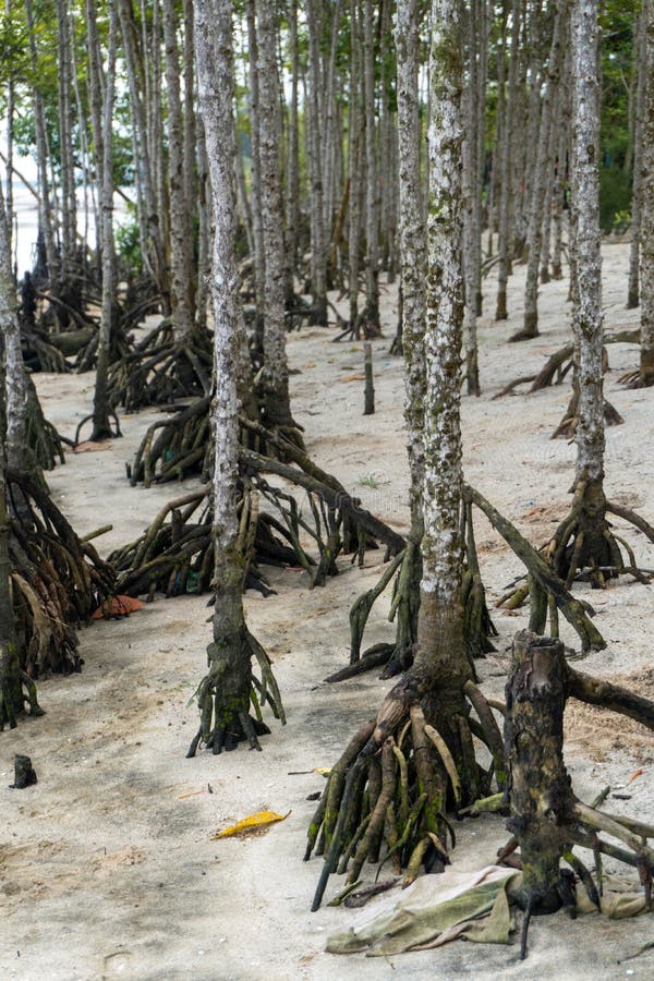 Mangrove Trees on White Sandy Beach in Nature Stock Image - Image of ...