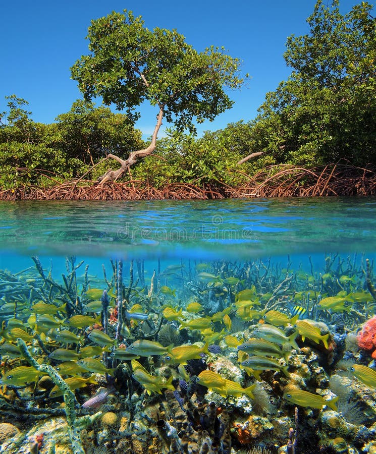 Mangrove and Tropical fish stock photo. Image of animal - 21204620