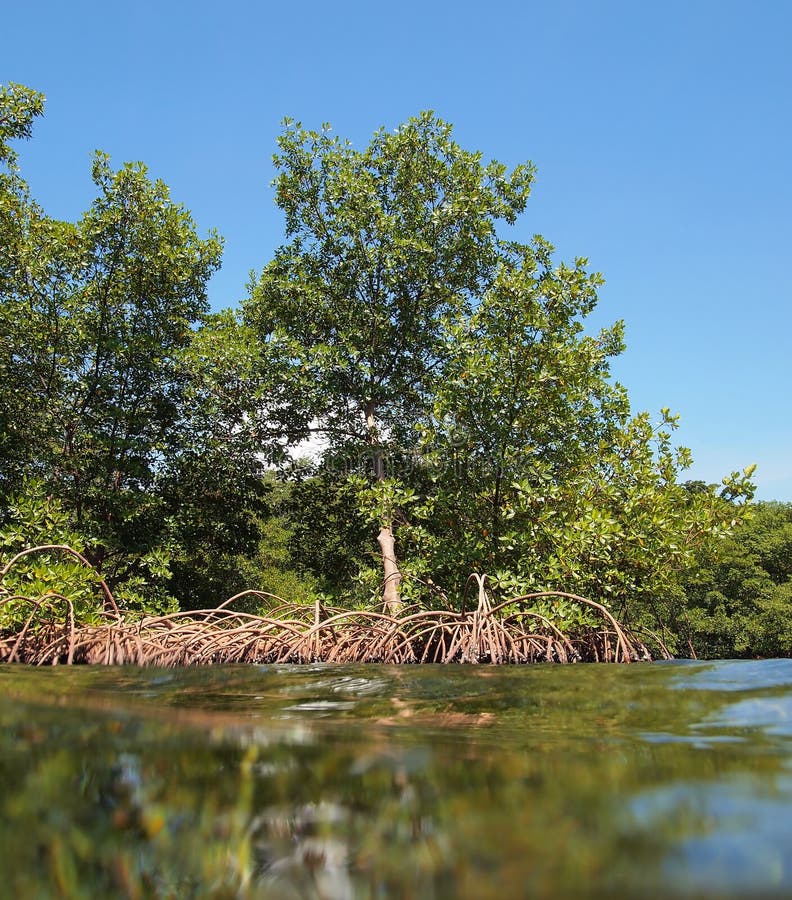 Mangrove van waterspiegel stock foto. Image of boom, zoutwater - 32802194