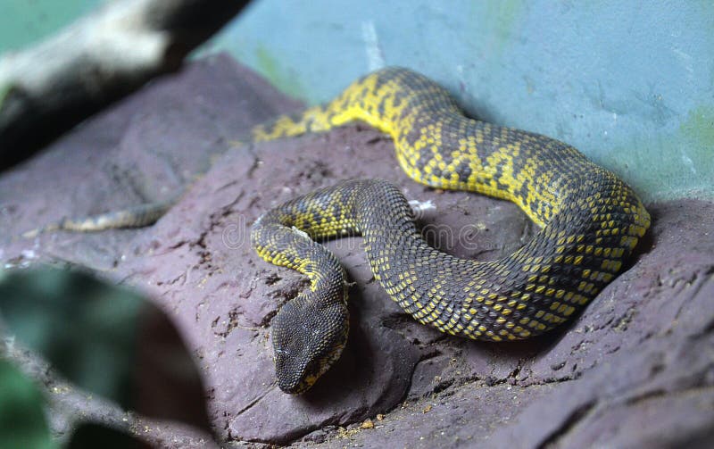 Huggorm Bild. Bild: 1834593