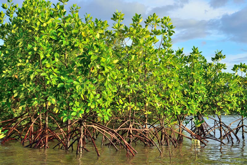 Rode Mangrove in SHIMAJIRI-Rhizophora Mucronata, Okinawa Prefectu Stock ...