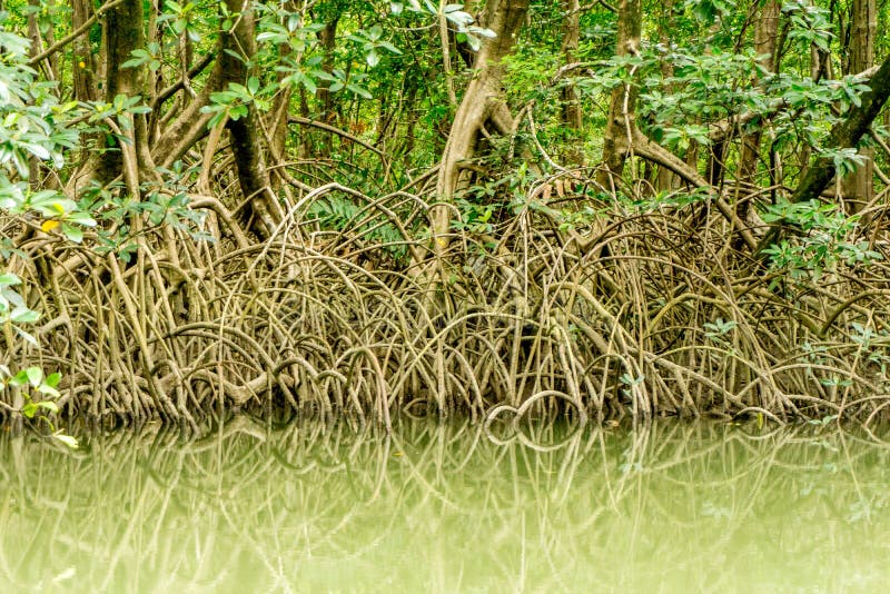 Mangroves in the Amazon stock image. Image of mangrove - 83908651