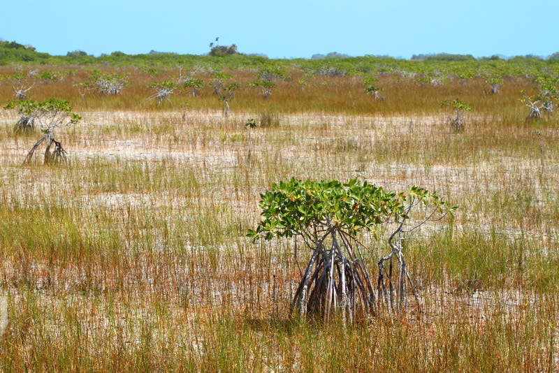 Mangroves in the Everglades Stock Image - Image of scenery, america ...