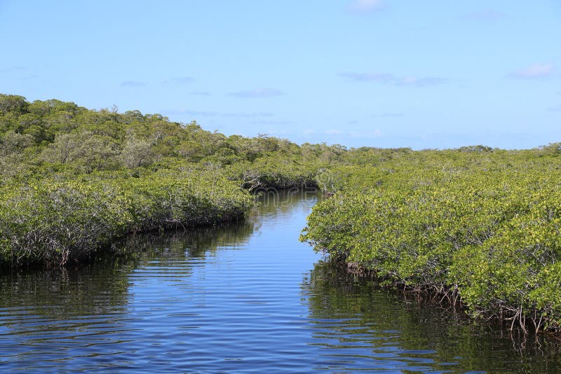 Mangroves in the Amazon stock image. Image of egret, dense - 83908651