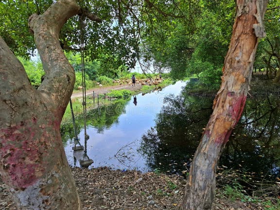 Mangroves Forests in Lowland of Northern West Java Stock Photo - Image ...