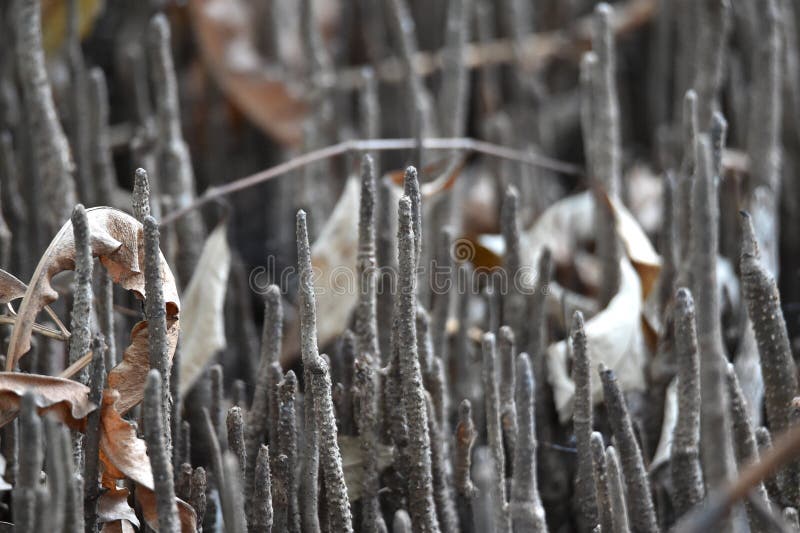 Mangroves that Grow in the Outer Zone Adapt To Form a Stilt Root Stock ...