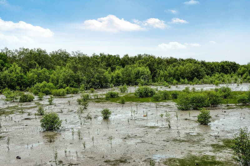 Mangroves in Kukup stock image. Image of malaysia, attraction - 64385929