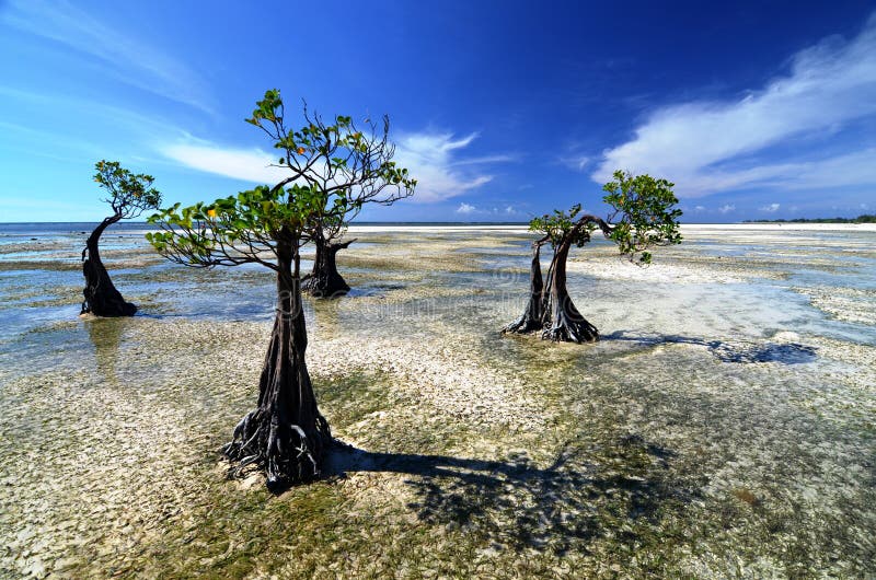 Mangroves during the Low Tide Stock Photo - Image of tide, shadow: 97681178