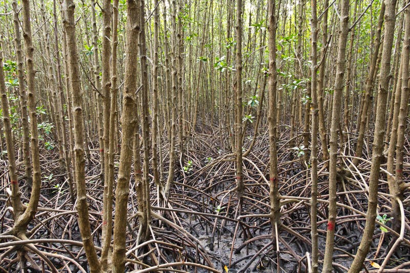 Miami mangrove swamp stock photo. Image of north, swamp - 119849088