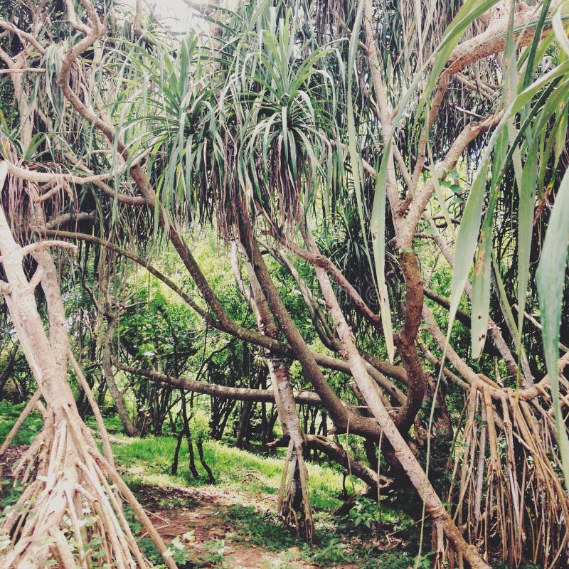 Mangroves stock image. Image of tangle, mangrove, peace - 76355835