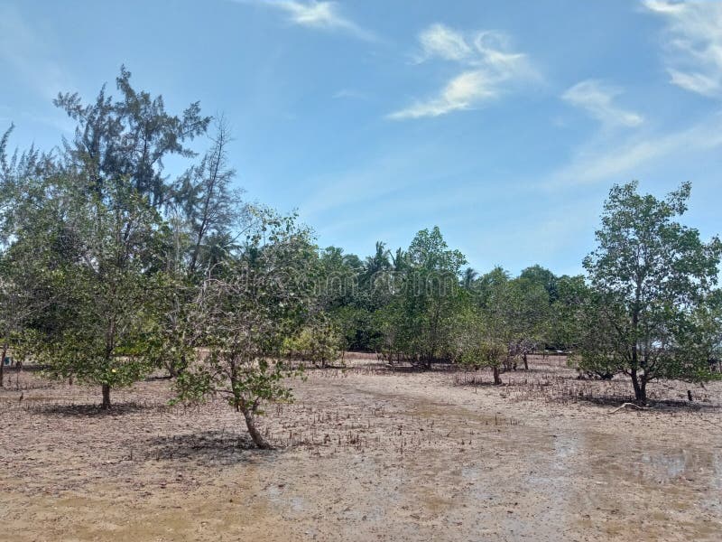 Mangroves Plants Trees on the Beach with Beautiful Sky Stock Image ...