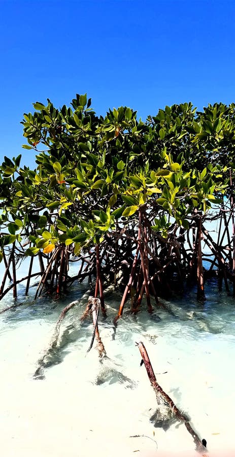 The Mangroves Protect the Caribbean Ecosystem Stock Image - Image of ...