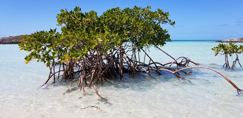 Mangroves Provide Ecological Balance in the Bahamas Stock Photo - Image ...