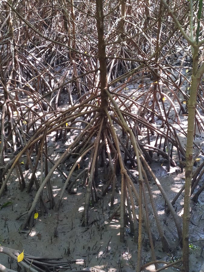 The Mangroves Take Root in Many Mangrove Forests Stock Image - Image of ...