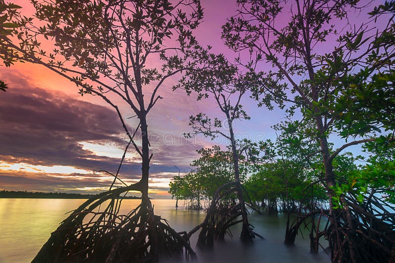 The Mangroves Under the Sunset Moment Stock Photo - Image of tree ...