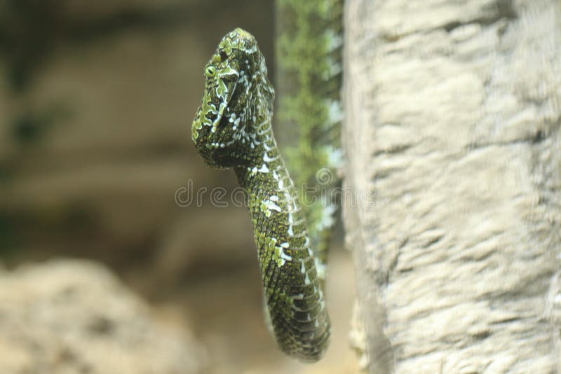 Mangshan pit viper stock image. Image of nature, wildlife - 265633523