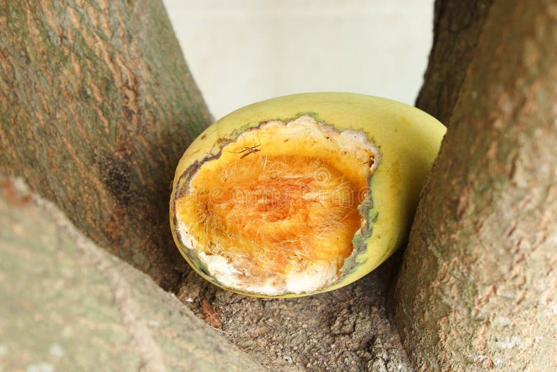 Mangue Mordue Par Des Insectes. Photo stock - Image du dégagement ...