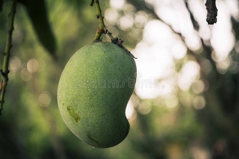 Groupe De Mangue Non Mûre Verte Sur Le Manguier Image stock - Image du ...