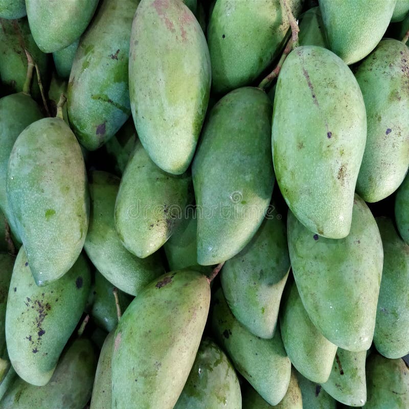 Mangues sur des arbres photo stock. Image du normal, pelouse - 36077838