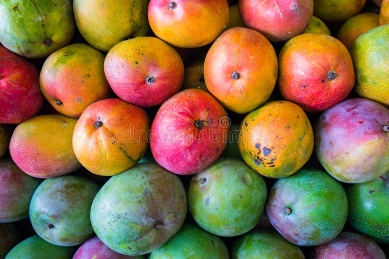 Mangues photo stock. Image du fruits, mûr, mangue, couleur - 33177358