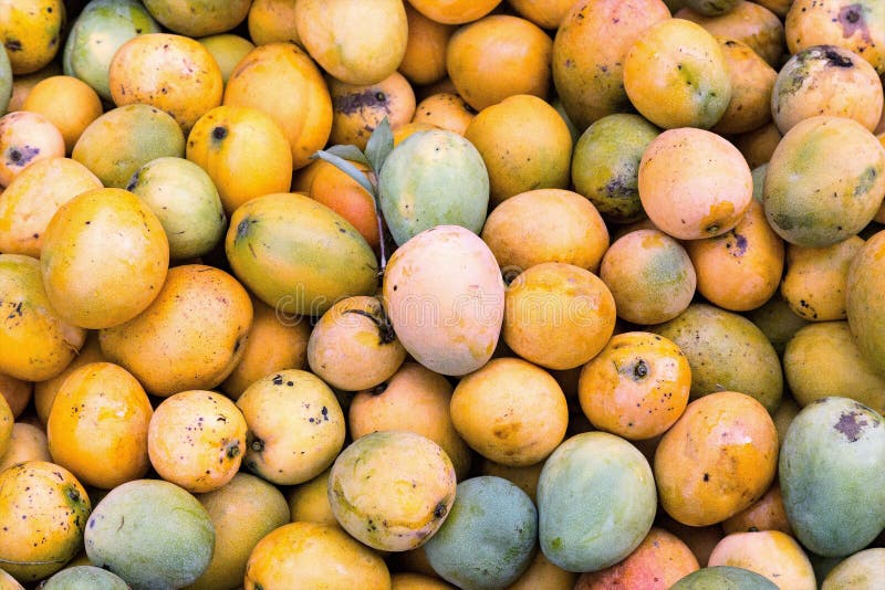 Mangues photo stock. Image du mangues, frais, fruit, jaune - 40684642