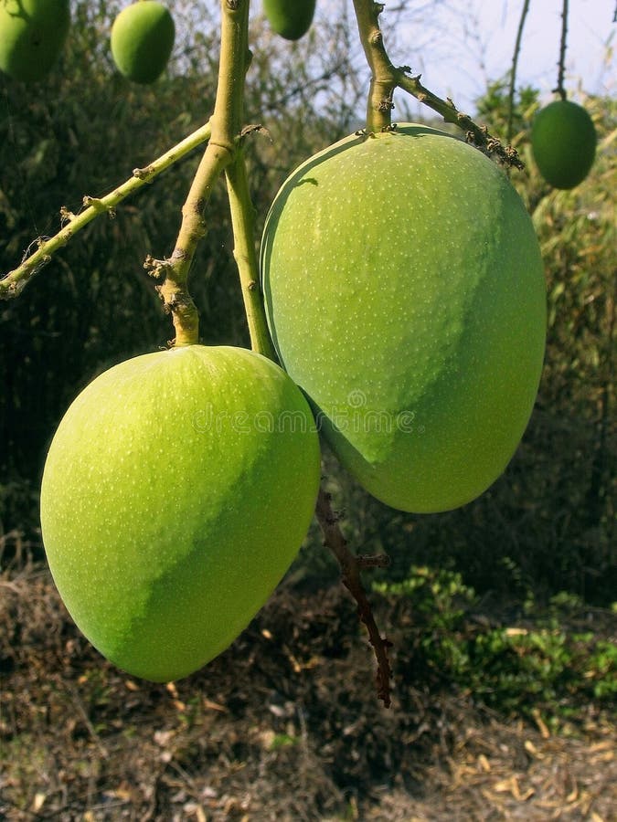 Mangues Alphonso image stock. Image du feuillage, régime - 38375495