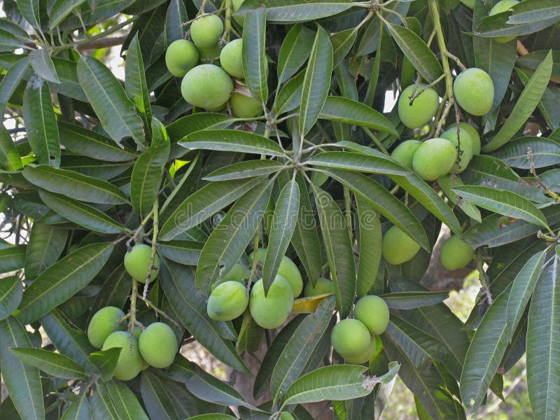 Mangues Alphonso image stock. Image du fruits, mangeable - 38375553