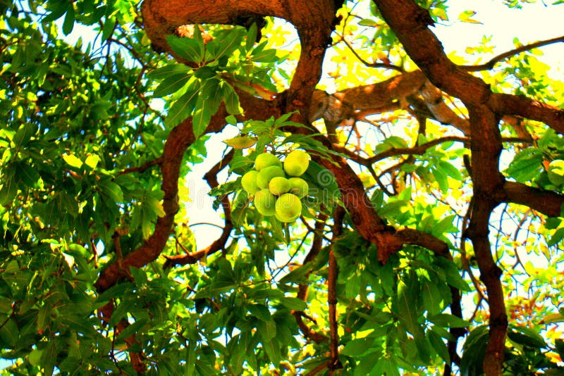 Manguier image stock. Image du fruit, vert, lame, arbre - 114763297