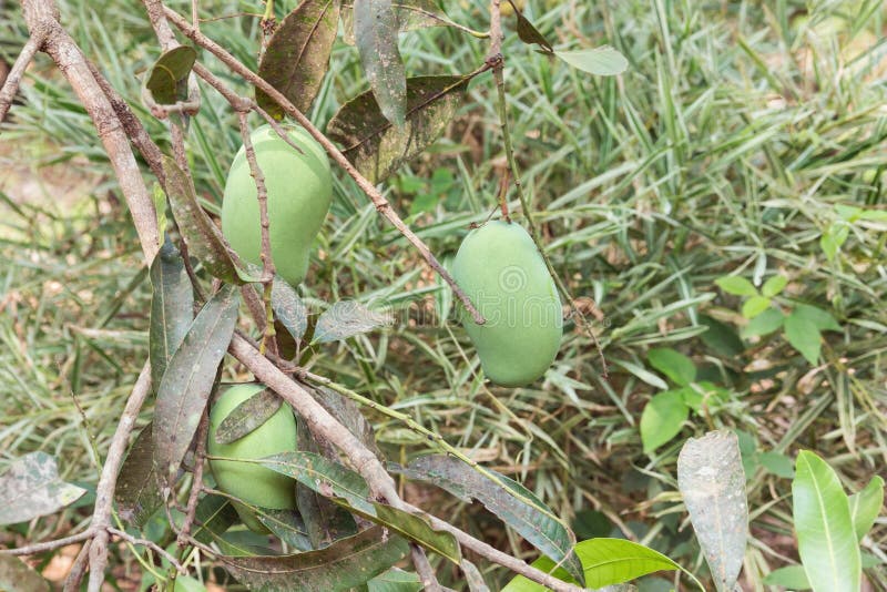 Manguier image stock. Image du fruit, vert, lame, arbre - 114763297