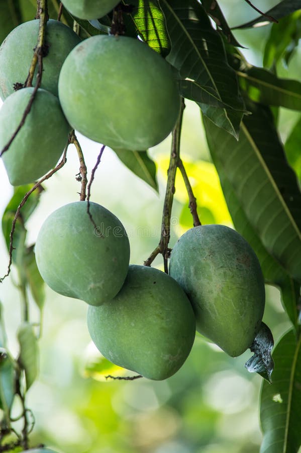 Mangues sur le manguier photo stock. Image du mangue - 54202548