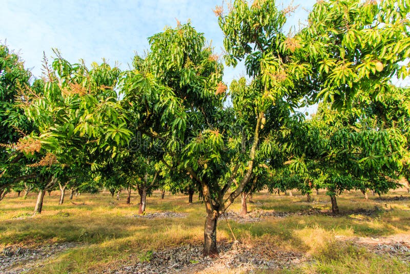 Manguier image stock. Image du ferme, agriculture, normal - 37633801