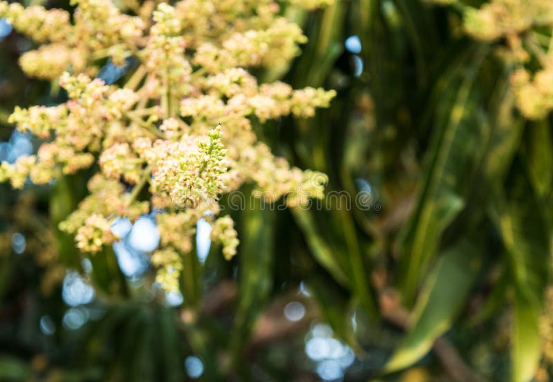 Fleurs De Manguier De Fleur De Mangue Image stock - Image du ...