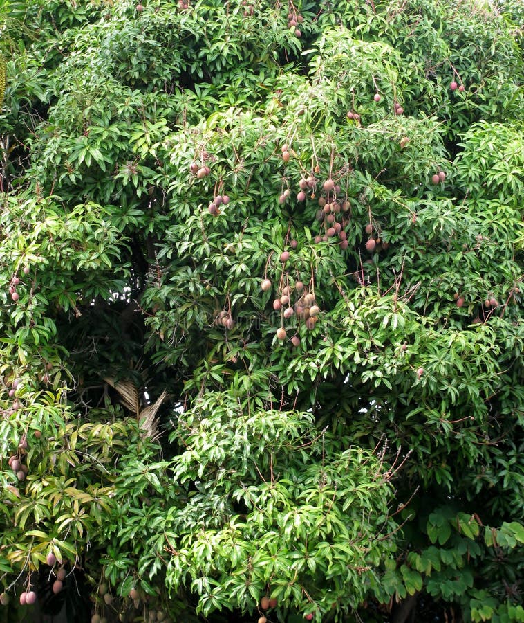 Manguier (Mangifera Indica) Image stock - Image du manguier, indica ...