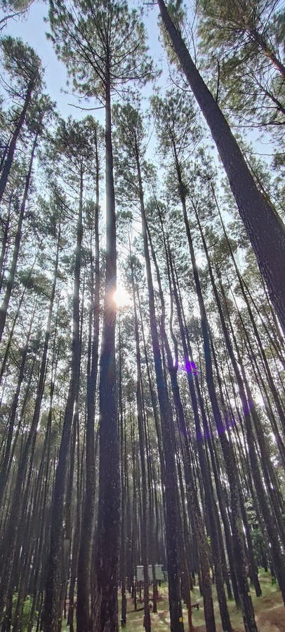 Mangunan Pinus Trees in Yogyakarta Stock Image - Image of bantul, trees ...