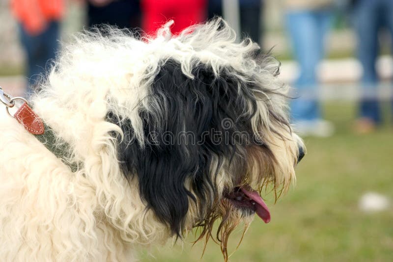 Mangy Dog stock photo. Image of saliva, collar, drool, fluffy - 116430