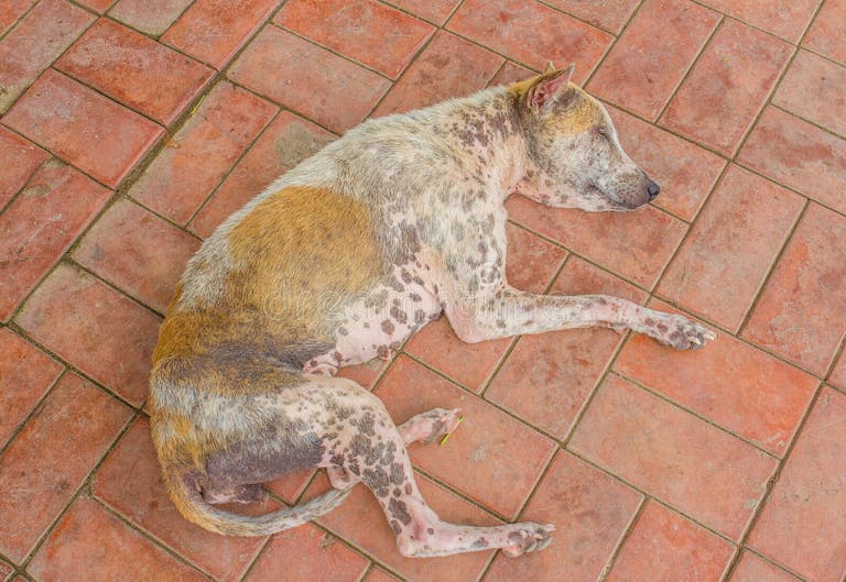 791 Mangy Stock Photos - Free & Royalty-Free Stock Photos from Dreamstime