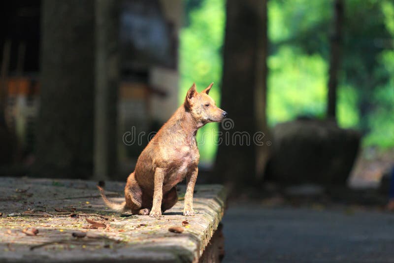 142 Mangy Dog Stock Photos - Free & Royalty-Free Stock Photos from ...