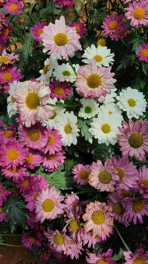 Manh Beautifull Flower Make the Feeling Happy Stock Photo - Image of ...