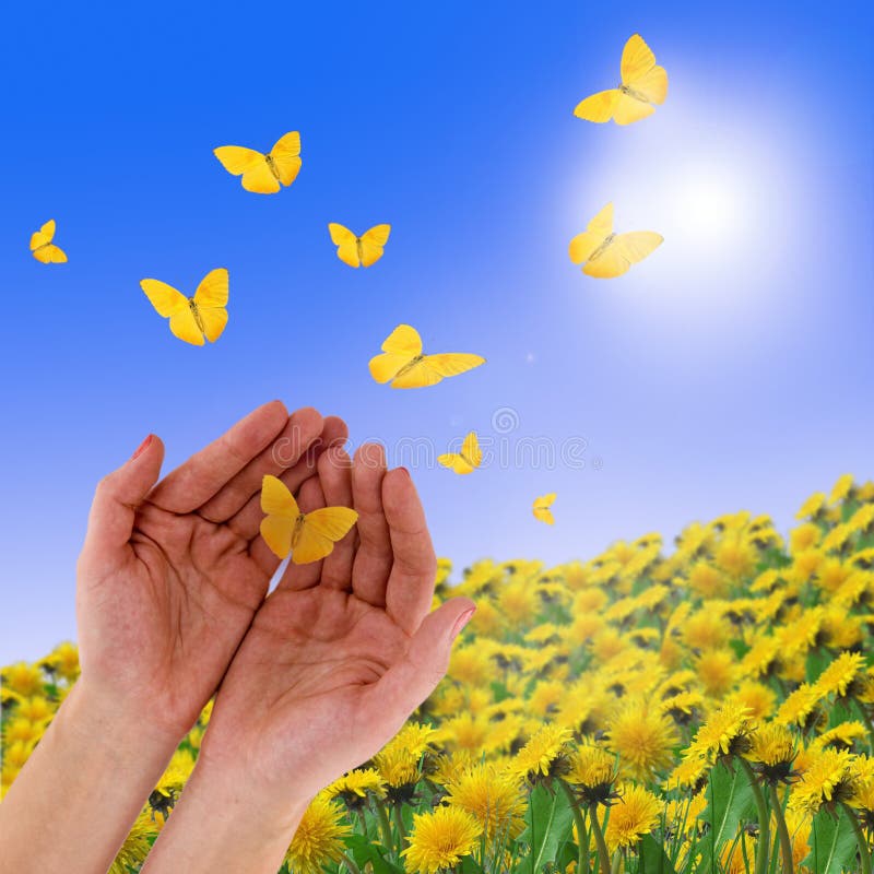 Mani e farfalle fotografia stock. Immagine di farfalla - 791446