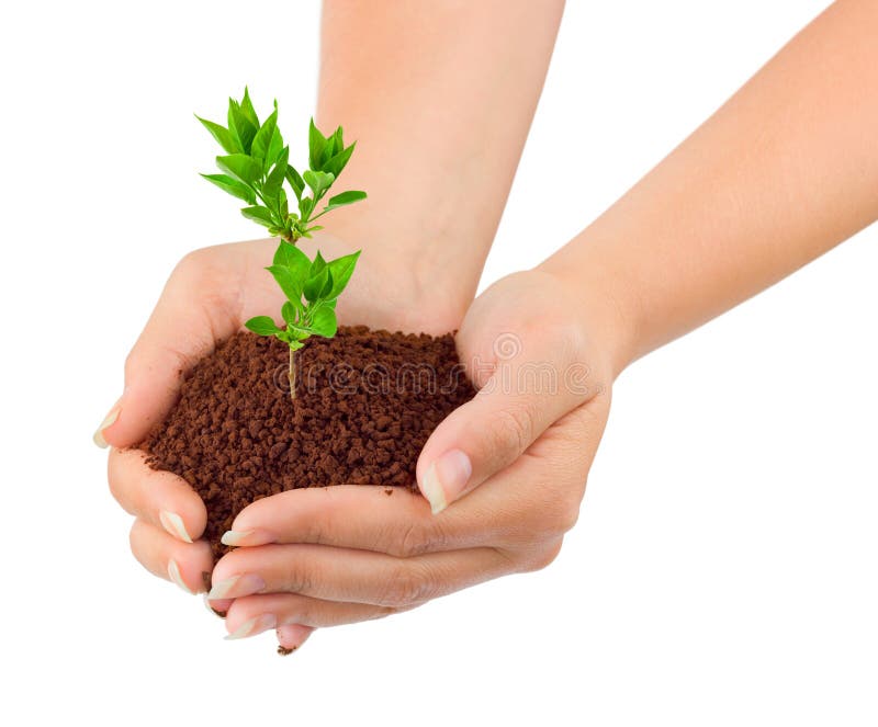 Mani e pianta fotografia stock. Immagine di mano, sporcizia - 47118760
