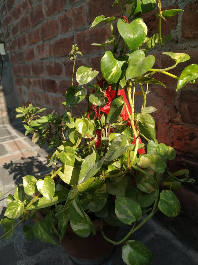 A Mani Plant Tree with Money Makes Happy Stock Image - Image of tree ...