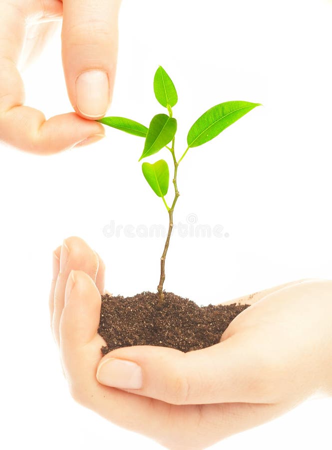 Mani Umane E Pianta Giovane Immagine Stock - Immagine di giardinaggio ...
