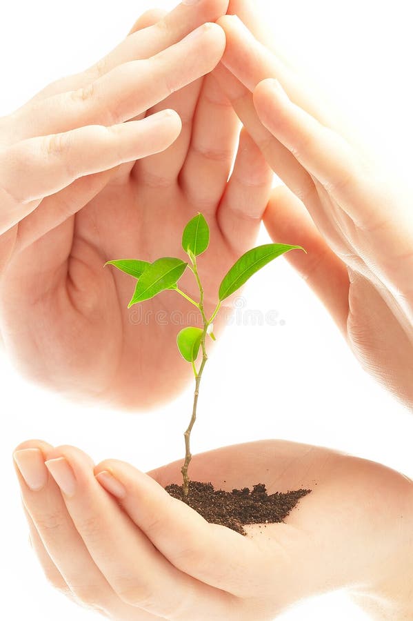 Mani Umane E Pianta Giovane Immagine Stock - Immagine di giardinaggio ...