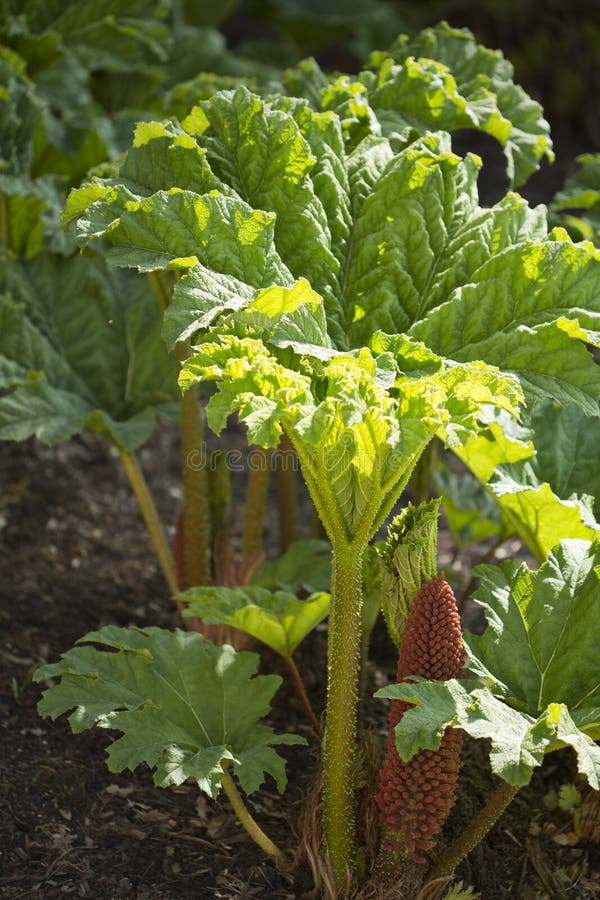 Manicata di Gunnera immagine stock. Immagine di erbaceo - 40929795