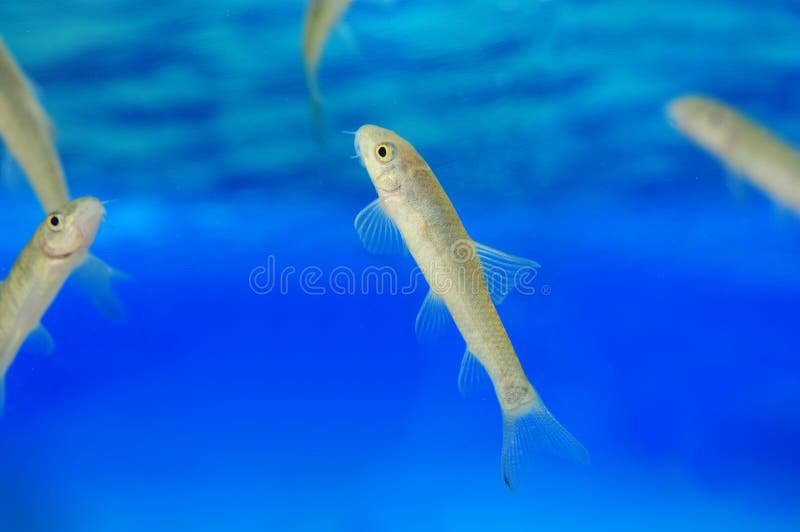 Manicure fish spa stock photo. Image of hands, close - 21805446